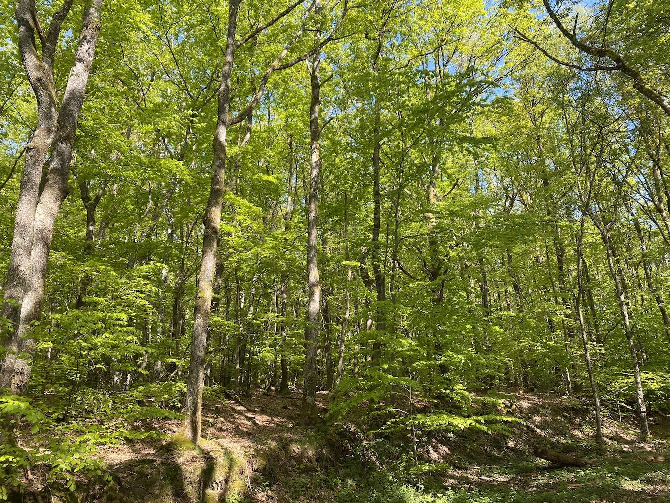 « La forêt est un formidable terrain d’action pour la philanthropie ...